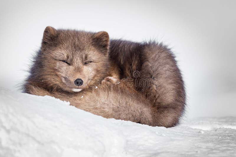Closeup of a Brown Arctic Fox Lying on a Snow Stock Photo - Image of ...