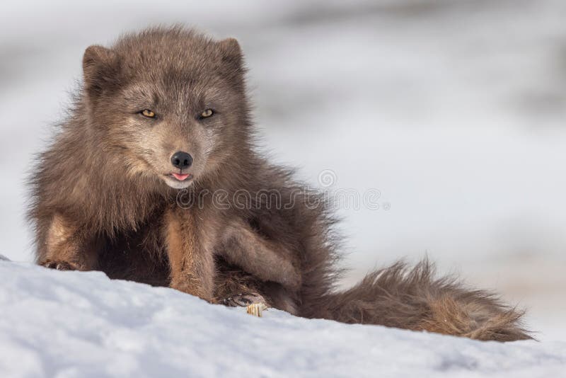 Closeup of a Brown Arctic Fox Lying on a Snow Stock Photo - Image of ...