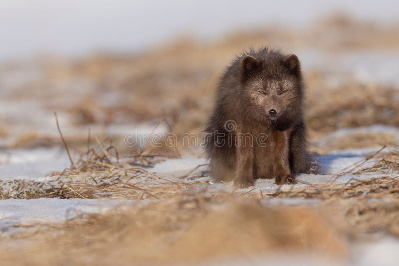 Closeup of a Brown Arctic Fox on a Snowy Field Stock Image - Image of ...