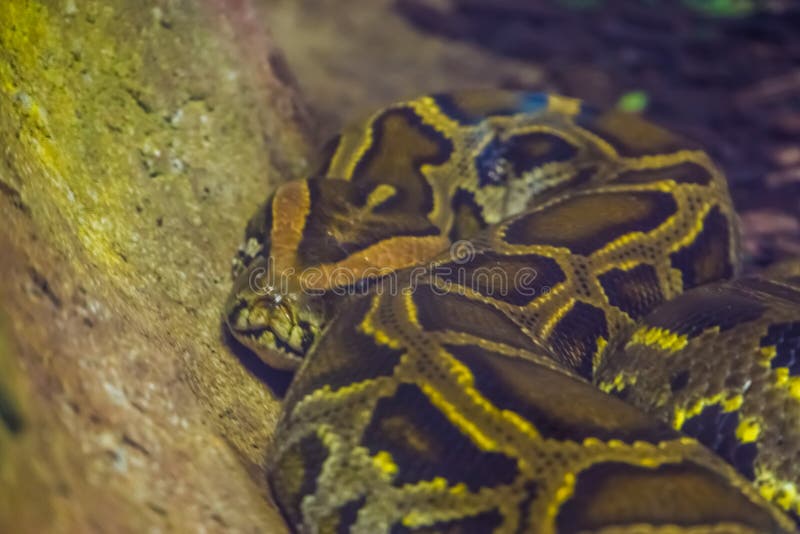 Closeup of a Brown Asian Rock Python, Popular Tropical Reptile Specie ...