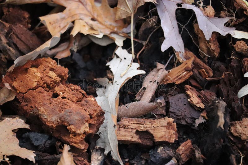 Closeup of a Brown Bat Looking at the Camera with a Blurry Background ...