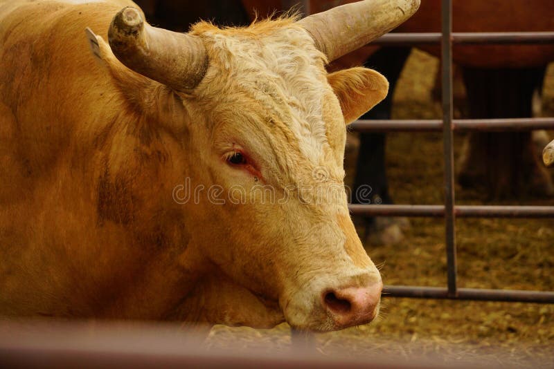 Closeup of a Brown Bull at a Rodeo Stock Image - Image of mammal, dairy ...