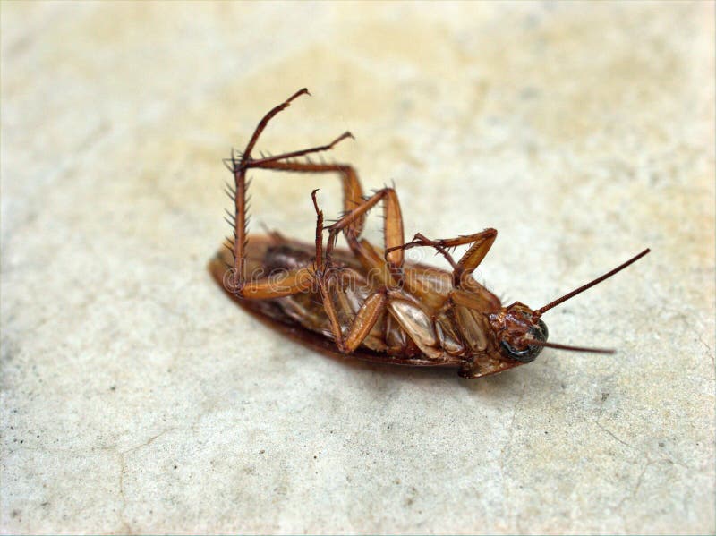 Closeup Brown Cockroach on the Floor Stock Photo - Image of dead, turn ...
