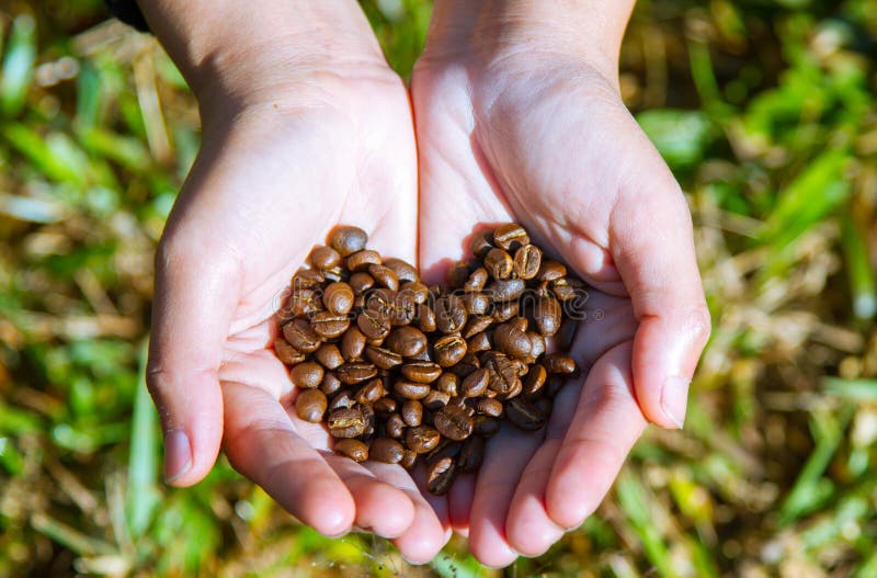 Closeup of Brown Coffee Background on Agriculturist Hand Stock Photo ...