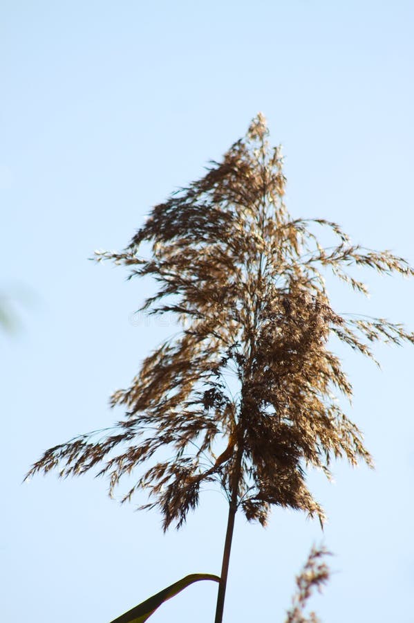 Closeup of Brown Common Reed Seeds with Blue Sky on Background Stock ...