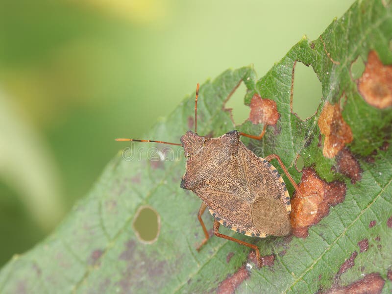 Closeup on the Brown Dock Leaf Bug, Arma Custos Sitting on a Leaf Stock ...