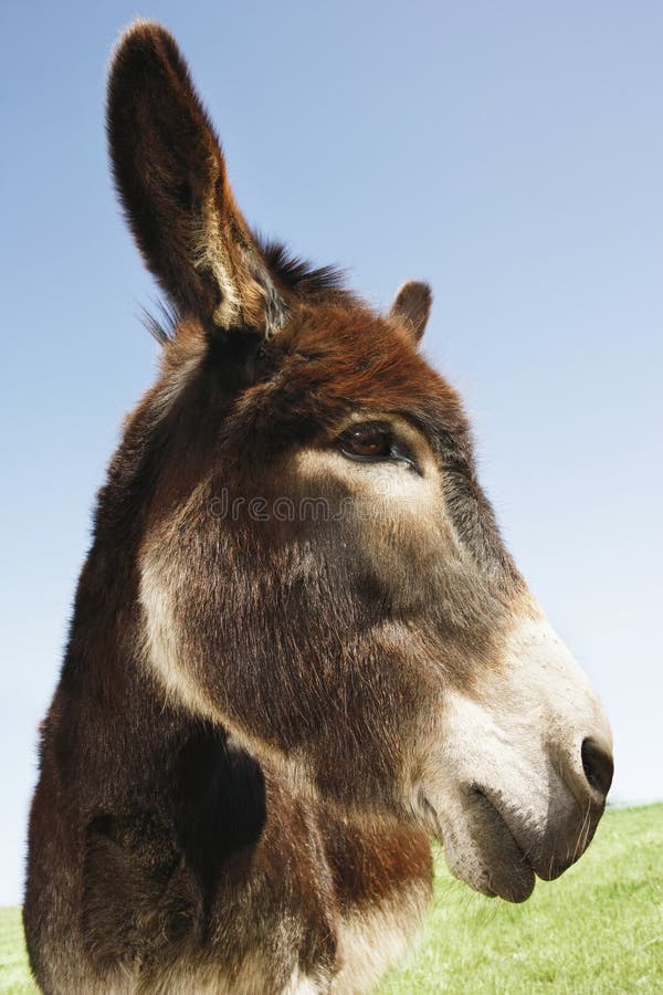 Donkey in a field stock image. Image of field, donkey - 144483375
