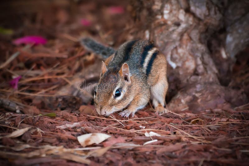 Closeup of a Brown Eastern Chipmunk Searching for Food on the Ground ...