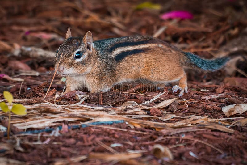 Closeup of a Brown Eastern Chipmunk Searching for Food on the Ground ...