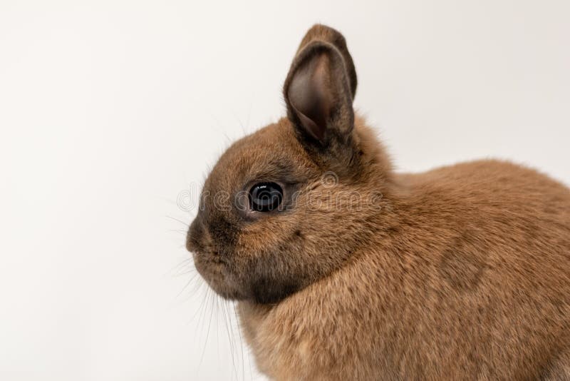 Closeup of a Brown Fluffy Bunny on a White Background Stock Image ...
