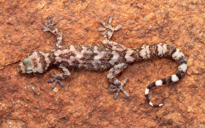 Closeup of a Brown Gecko with Splotchy Colors on a Red Rock Stock ...