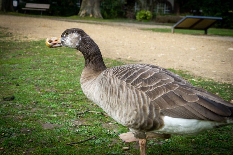 Closeup of the Brown Goose Eating Bread in the Park Stock Photo - Image ...