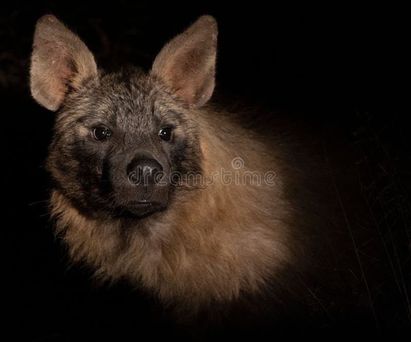 Closeup of a Brown Hyena with Pointy Ears in the Dark Stock Image ...