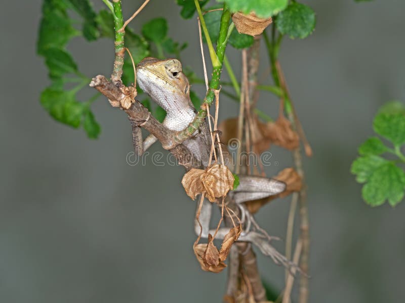 Brown Lizard on Branch Isolated on Nature Background Stock Photo ...