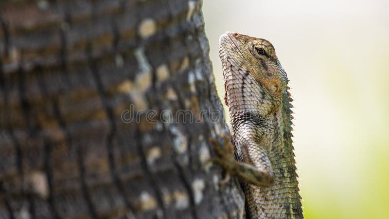 Closeup of a Brown Lizard Hanging on a Tree Stock Photo - Image of ...