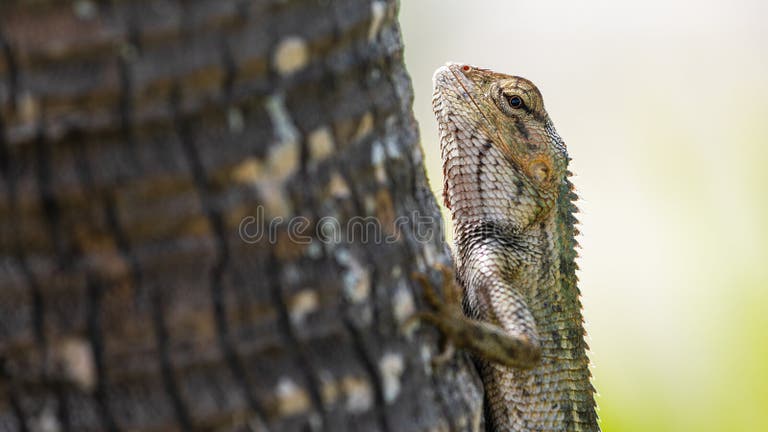 Closeup of a Brown Lizard Hanging on a Tree Stock Photo - Image of ...