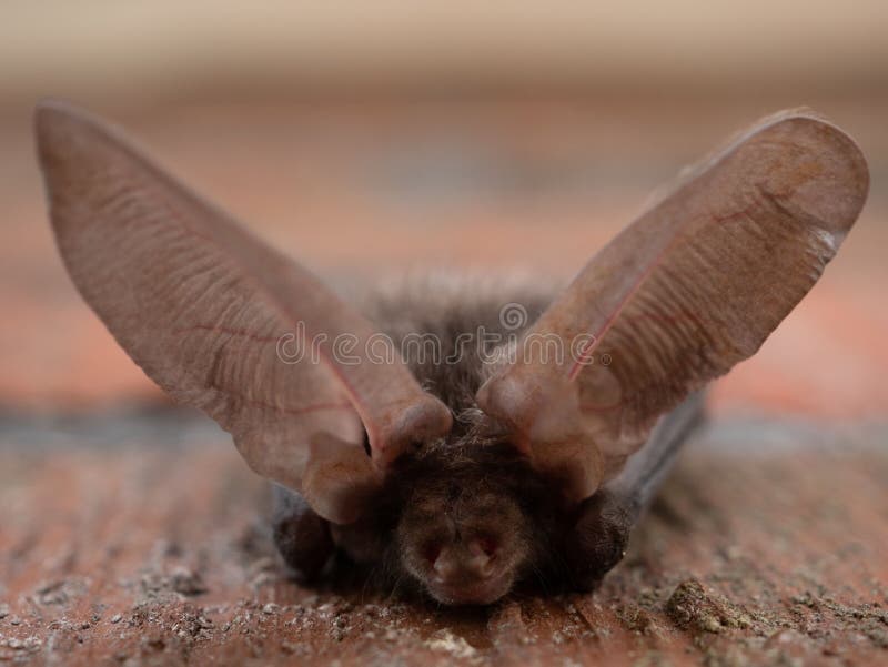 Closeup of a Brown Long-eared Bat Stock Image - Image of exotic ...