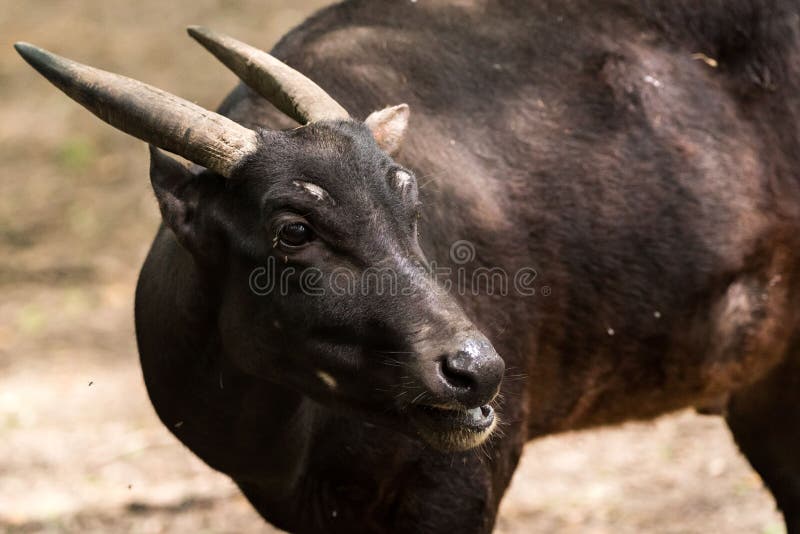Mountain Anoa Stock Photos - Free & Royalty-Free Stock Photos from ...