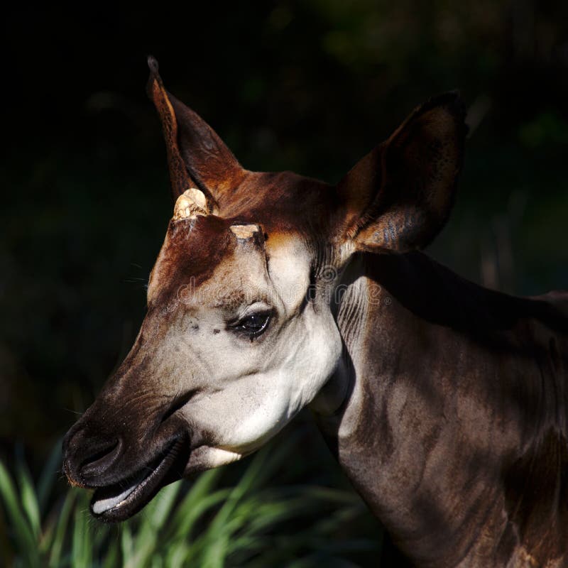 Closeup of a Brown Okapi Surrounded by Greenery with a Blurry ...