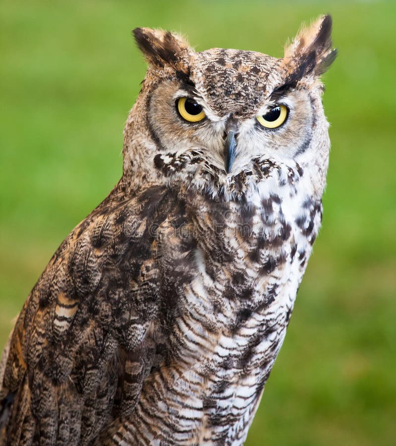 Great Horned Owl stock photo. Image of falconry, night - 2889874