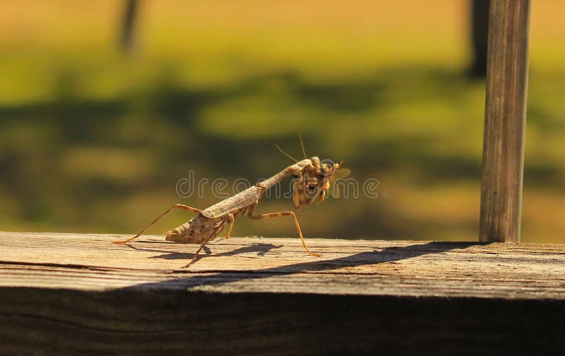 Closeup of a Brown Praying Mantis Consuming a Fly on a Patio Surface ...