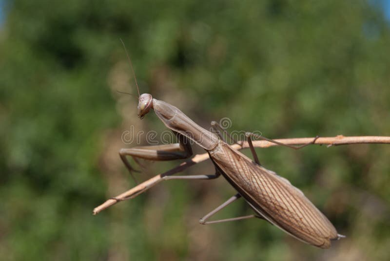 Brown Praying mantis stock image. Image of insects, close - 129544069
