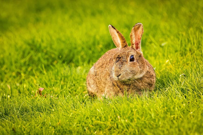 Closeup of a Brown Rabbit Sitting in Lush Green Grass Stock Image ...