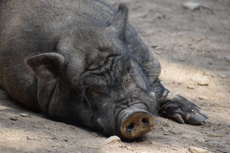 Closeup of a Brown Sleeping Big Pig in a Park in Germany Stock Image ...