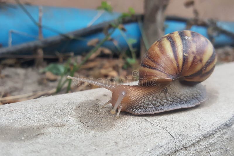 Closeup Brown Snail Moving Forward Slowly Stock Image - Image of ...
