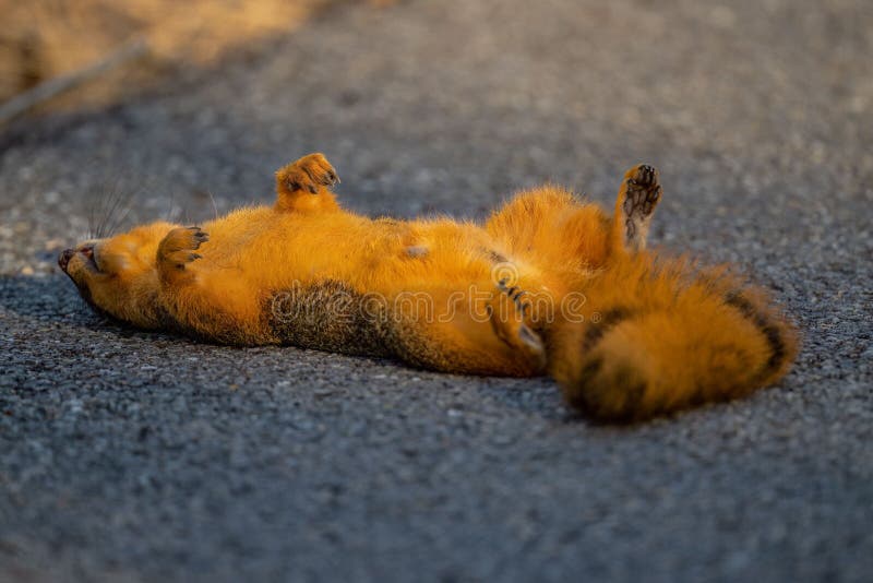 Squirrel laying down stock photo. Image of colorful, geology - 91487912