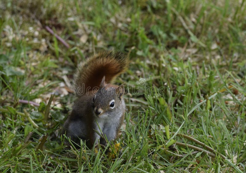 Squirrel facing human. stock photo. Image of banff, looking - 105375294