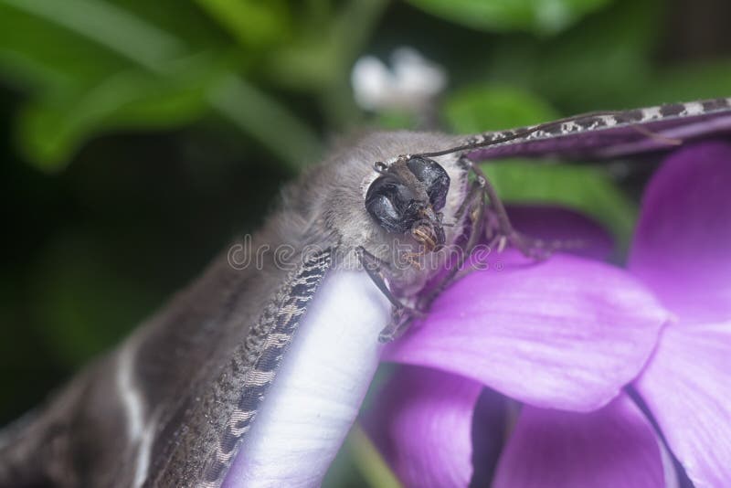 Brown Swallowtail Butterfly Natural Nature Wallpaper India Stock Image ...