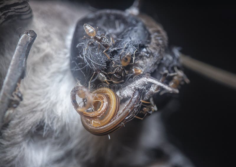 Brown Swallowtail Butterfly Natural Nature Wallpaper India Stock Image ...