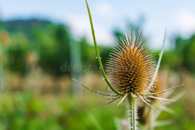 Closeup of a Brown Thistle Plant in a Field Surrounded by Greenery with ...