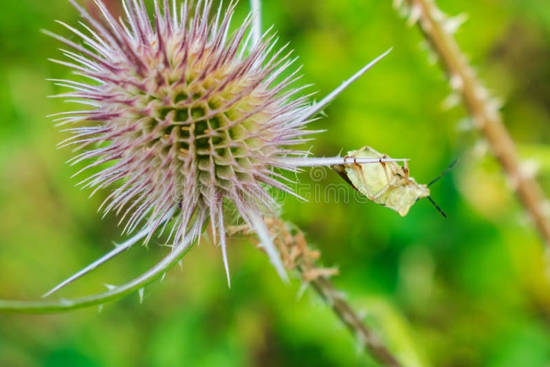 Closeup of a Brown Thistle Plant in a Field Surrounded by Greenery with ...