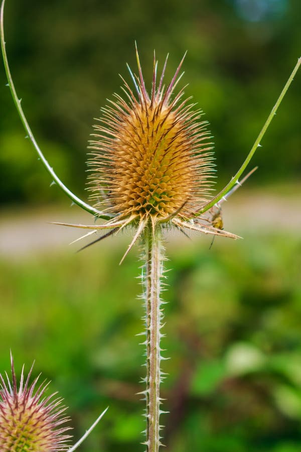 Brown Thistle stock photo. Image of stem, detail, brown - 101078