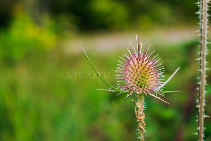 Brown Thistle Plant Up Close with Soft Green Natural Background Stock ...