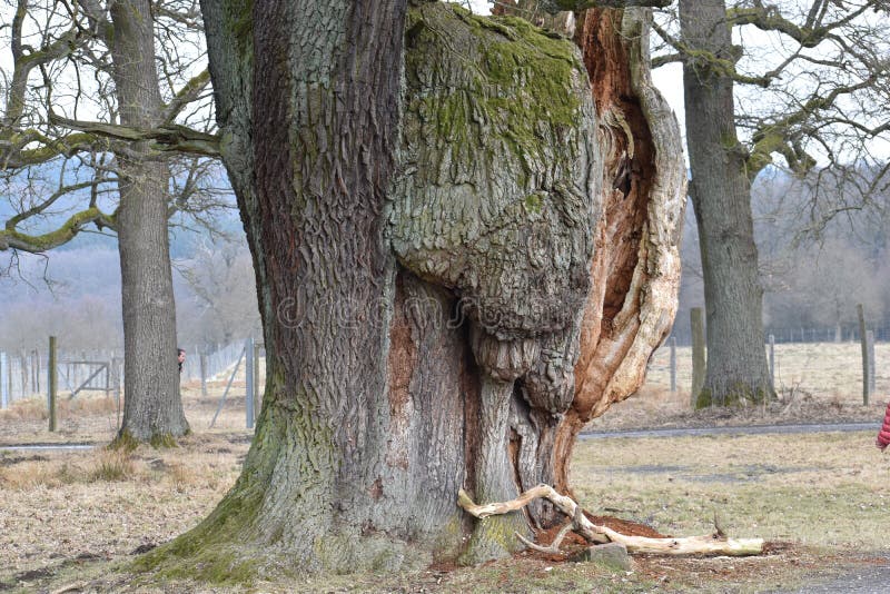 Closeup of a Brown Tree with an Unique Tree Bark Stock Image - Image of ...