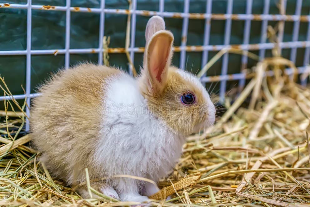 Closeup of Brown and White Rabbit in Cage Stock Image - Image of ...