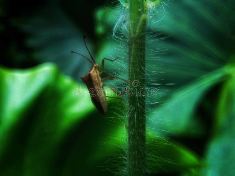 Closeup of a Brownish Colored Insect Called the Brown Marble Bug or ...