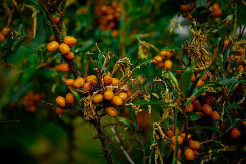 Closeup of Buckthorn Berries on a Green Tree Stock Photo - Image of ...