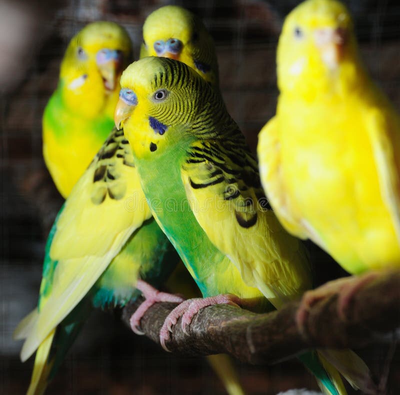 Closeup of budgerigar stock photo. Image of closeup, standing - 17681706