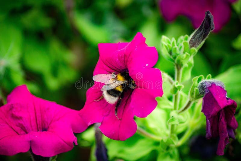 Surfinia Flowerhead Stock Photos - Free & Royalty-Free Stock Photos ...