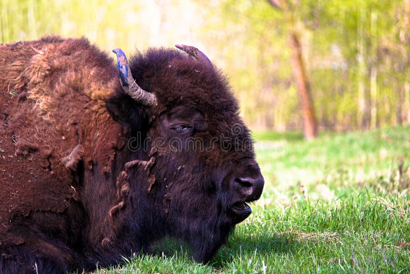 Closeup of a buffalo head stock image. Image of field - 93770753