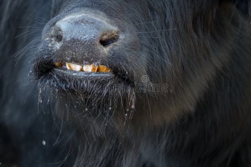 Buffalo Smiling stock image. Image of animal, indians, national - 974431