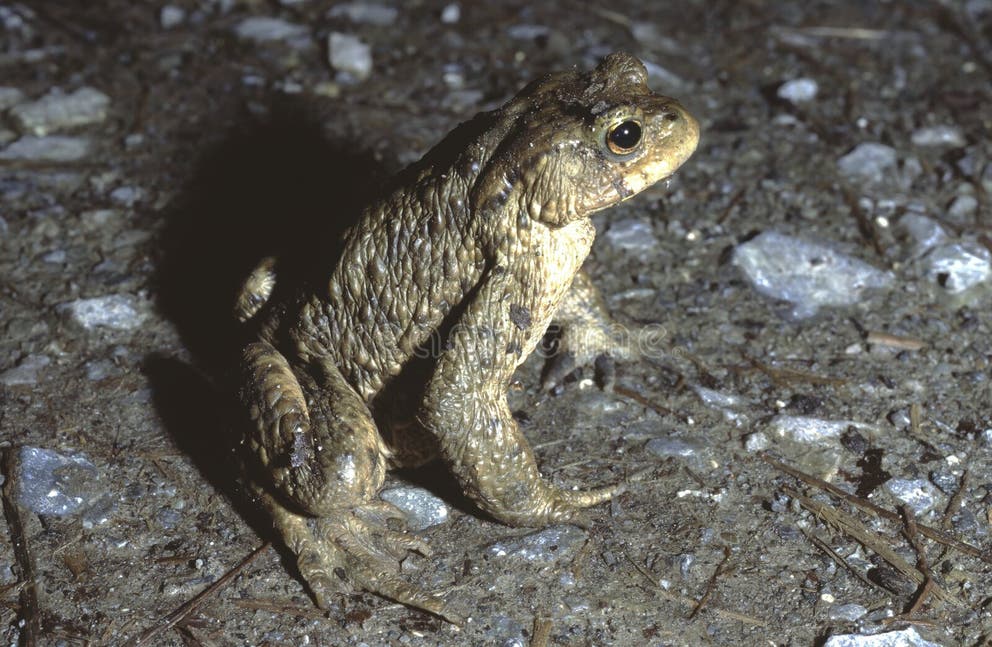 Closeup of a Bufo Bufo or Male Common Toads on Forest Floor Stock Image ...