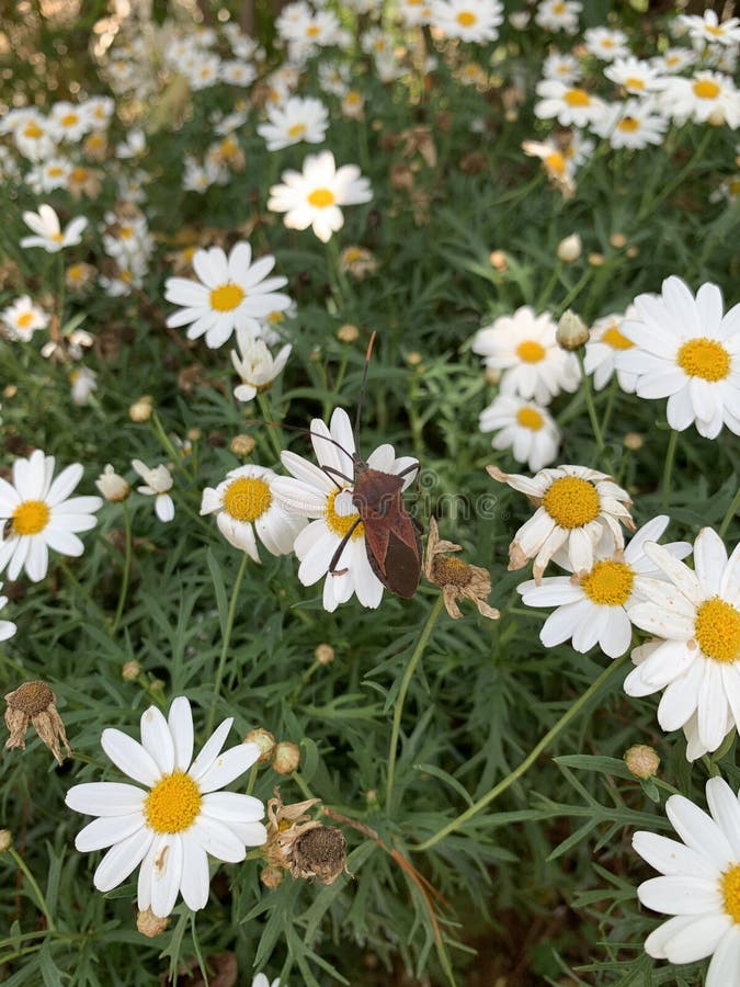 A Bug Playing with a White Daisy. Stock Photo - Image of focus, flower ...