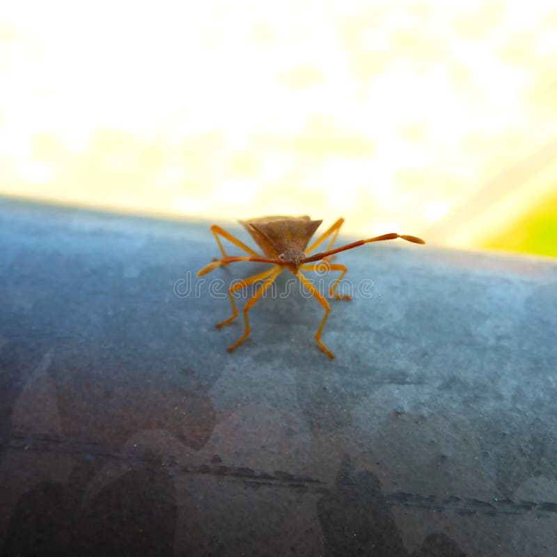 Closeup of a bug on a rail stock image. Image of invertebrate - 193030057