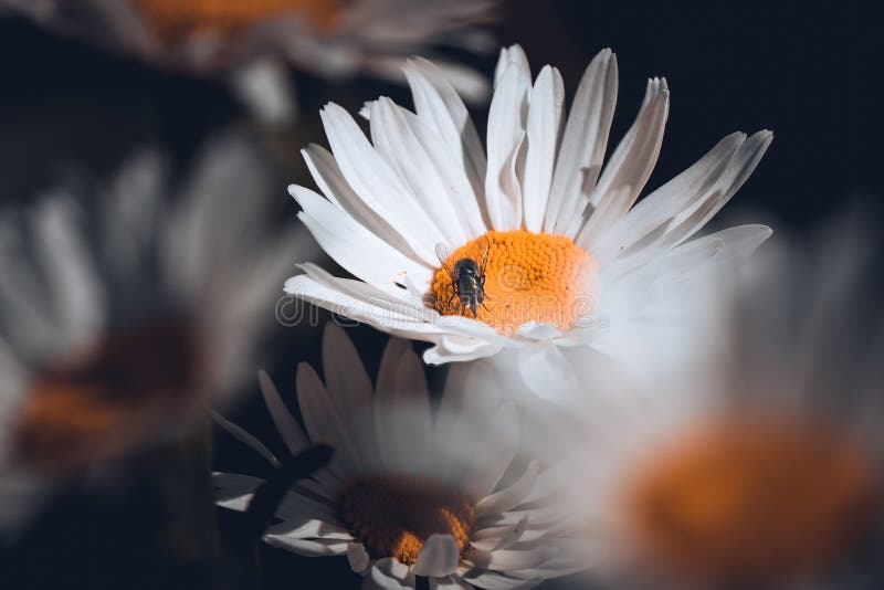 Closeup of a Bug Standing on a Common Daisy in a Flower Field Stock ...