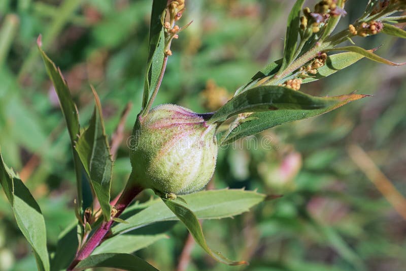 Closeup of the Bulbous Gall on a Goldenrod Stem Stock Photo - Image of ...